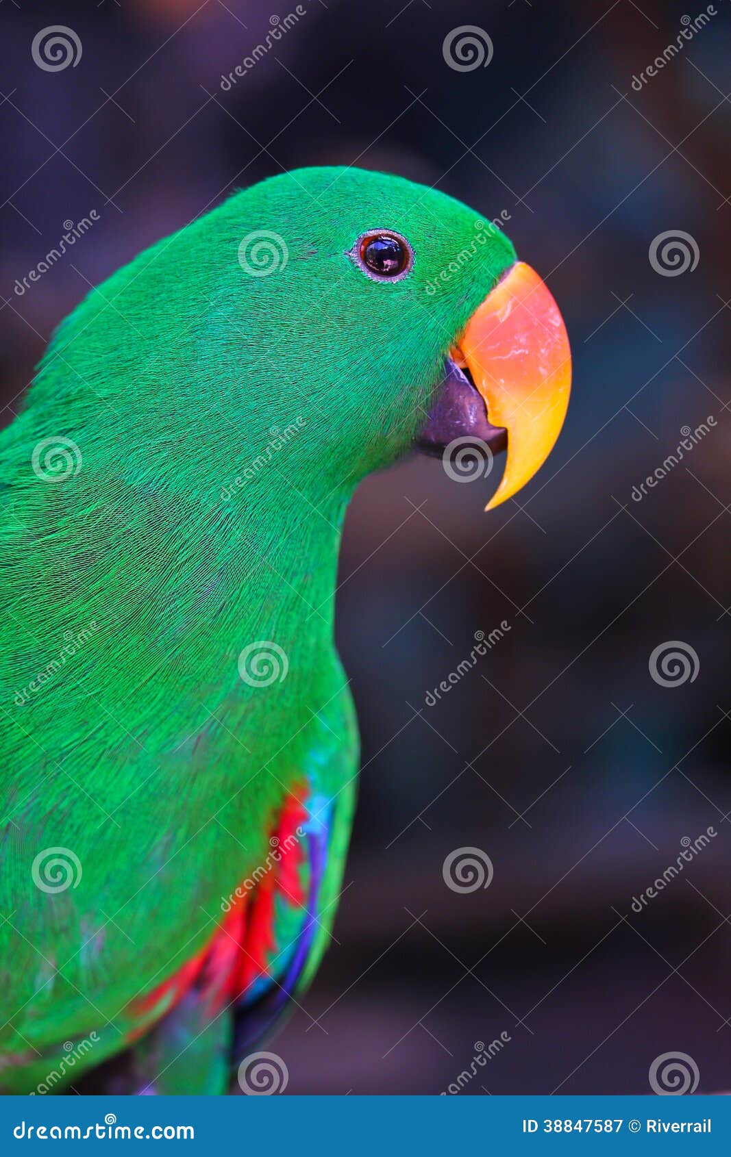 Alexandrine parakeet stock image. Image of blue, parakeet - 38847587