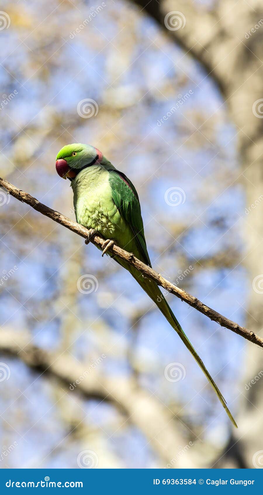 Alexandrine Parakeet on Tree Branch Stock Photo - Image of nature, wild ...