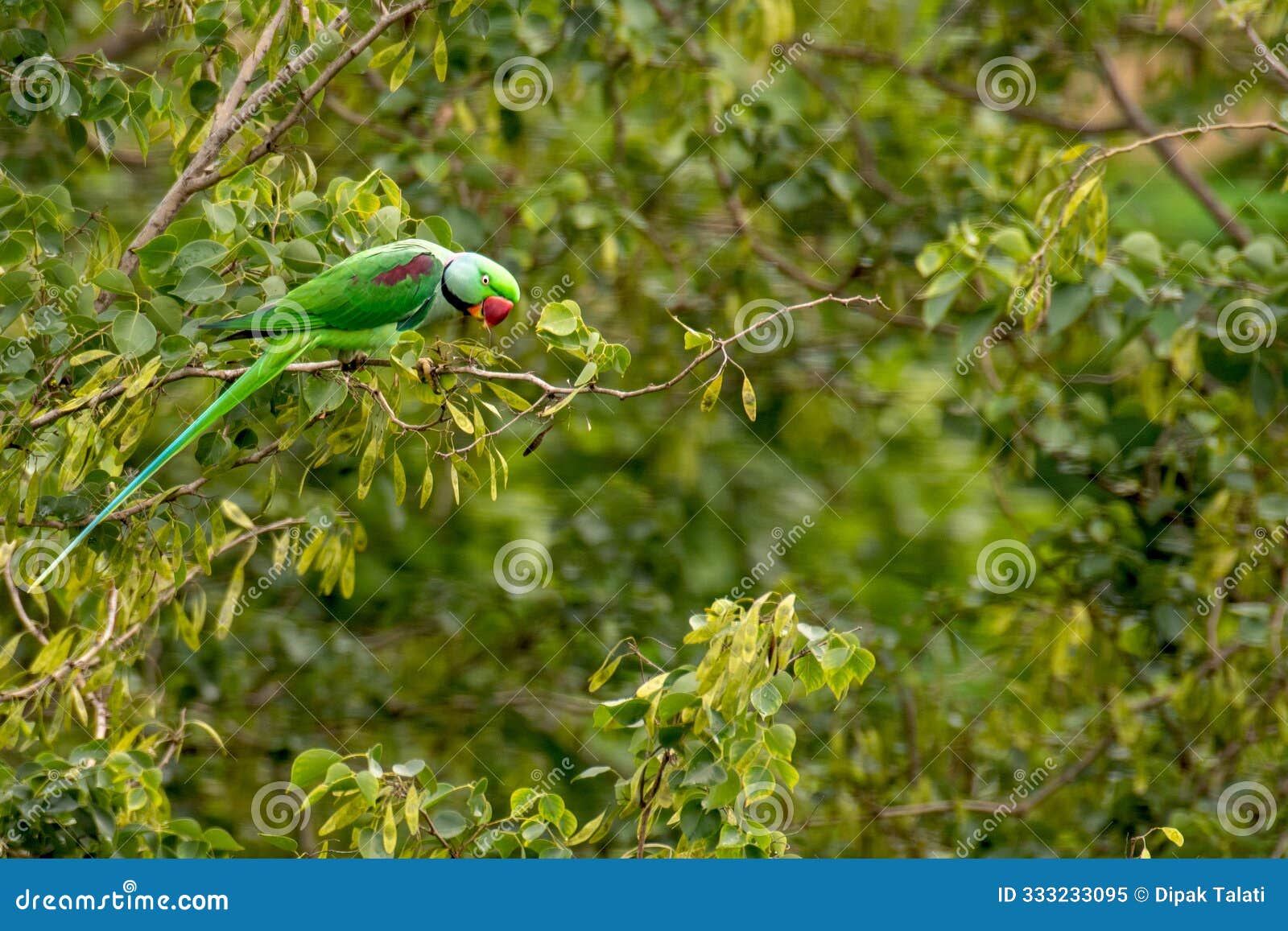Alexandrine Parakeet on Tree Stock Image - Image of shrub, flower ...