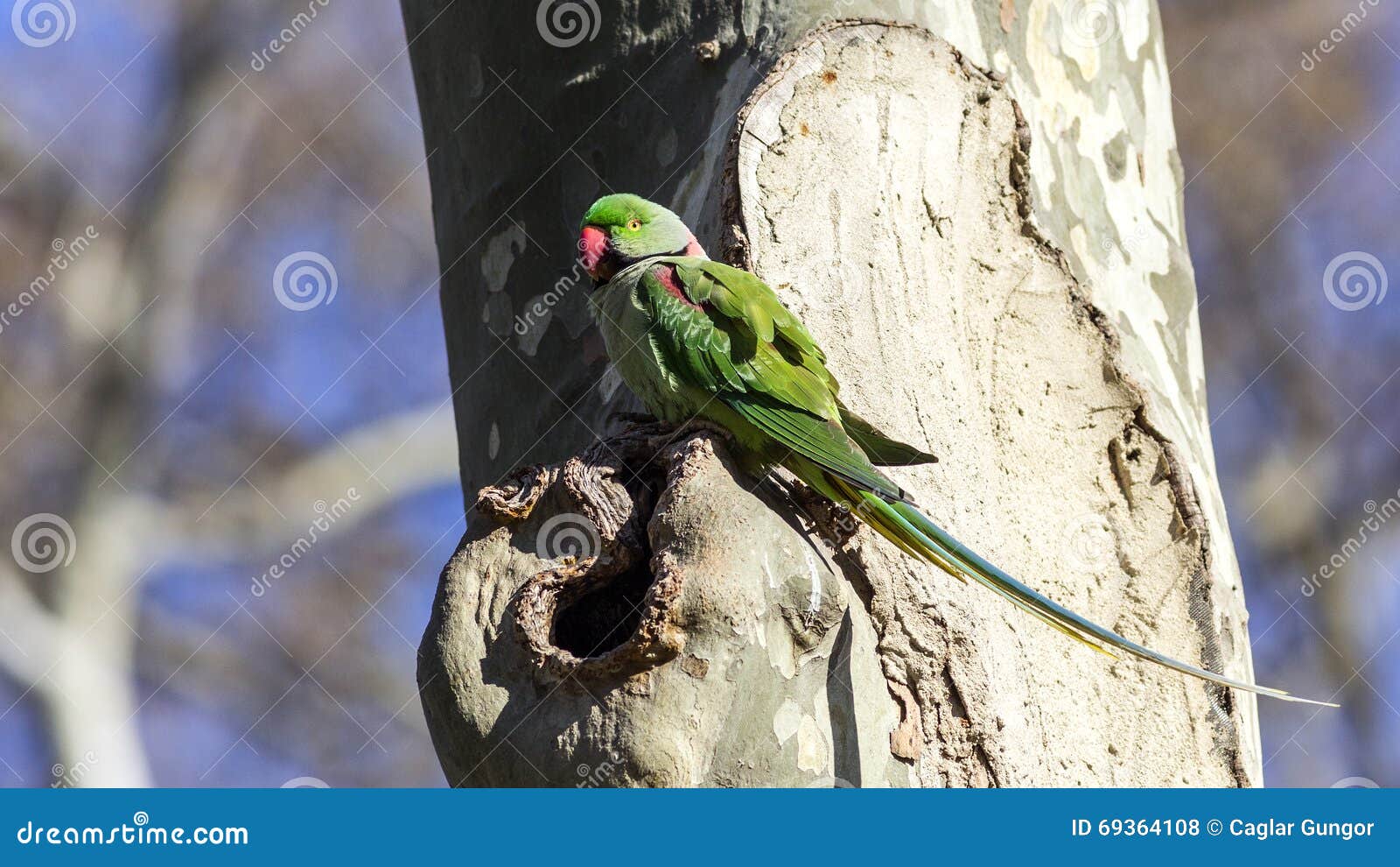 Alexandrine Parakeet on Tree Trunk Stock Photo - Image of parakeet ...