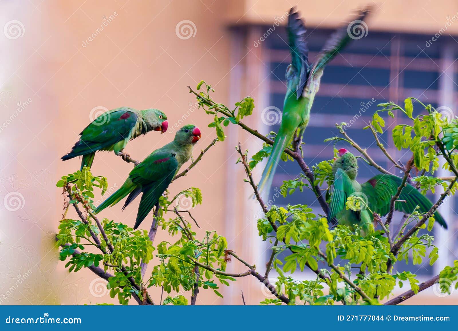Alexandrine Parakeets on the Tree Stock Photo - Image of nature, finch ...
