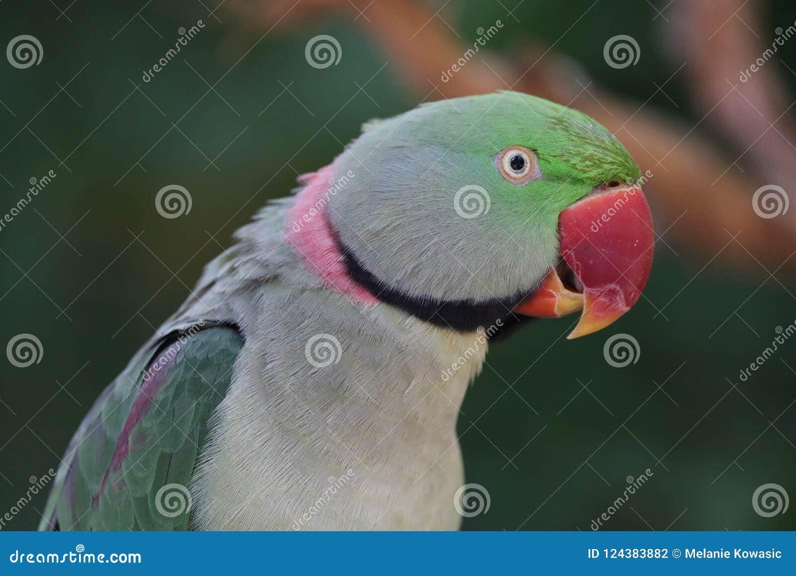 The Alexandrine Parrot stock photo. Image of eupatria - 124383882