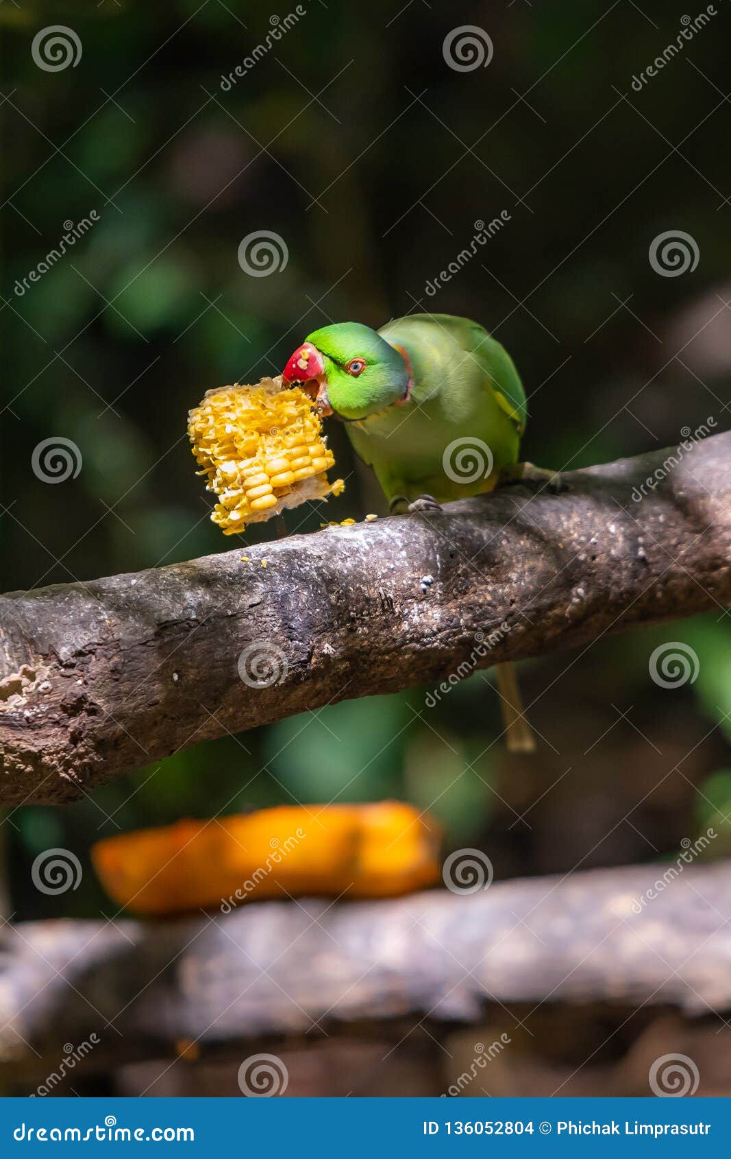 Alexandrine Parrot Feeding on Corn on a Feeding Perch Stock Photo ...