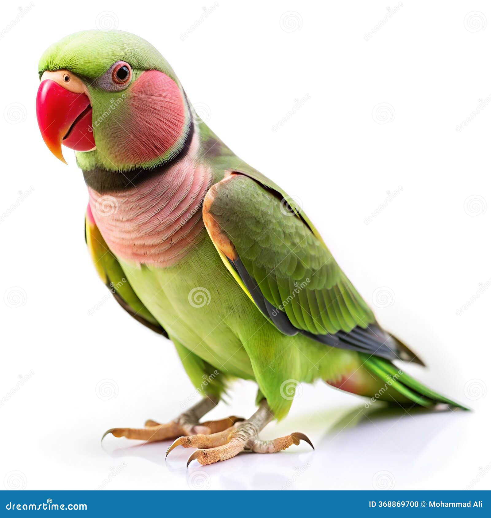 Alexandrine Parrot Full Body Isolated On White Background Image Stock ...