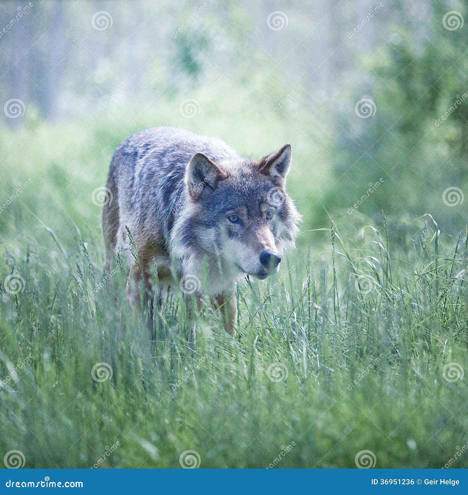 Alfa wolf stock photo. Image of concentrated, wildlife - 36951236