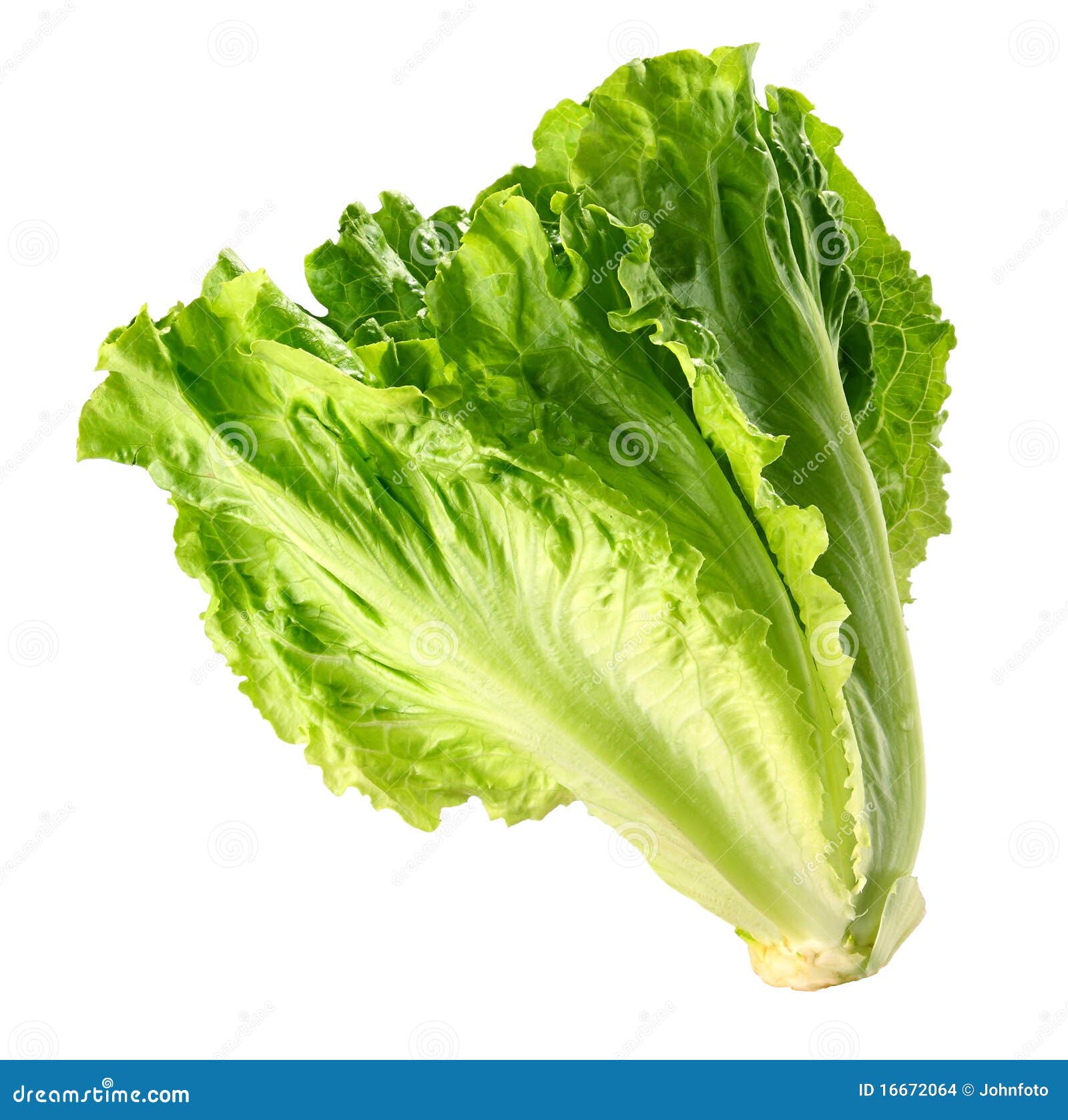 Alface foto de stock. Imagem de estalo, folha, alface - 16672064