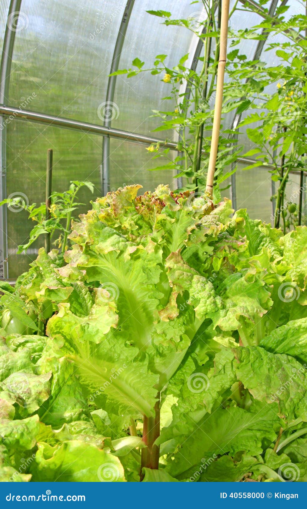 Alface De Folha Verde Amadurecida Foto de Stock - Imagem de ...