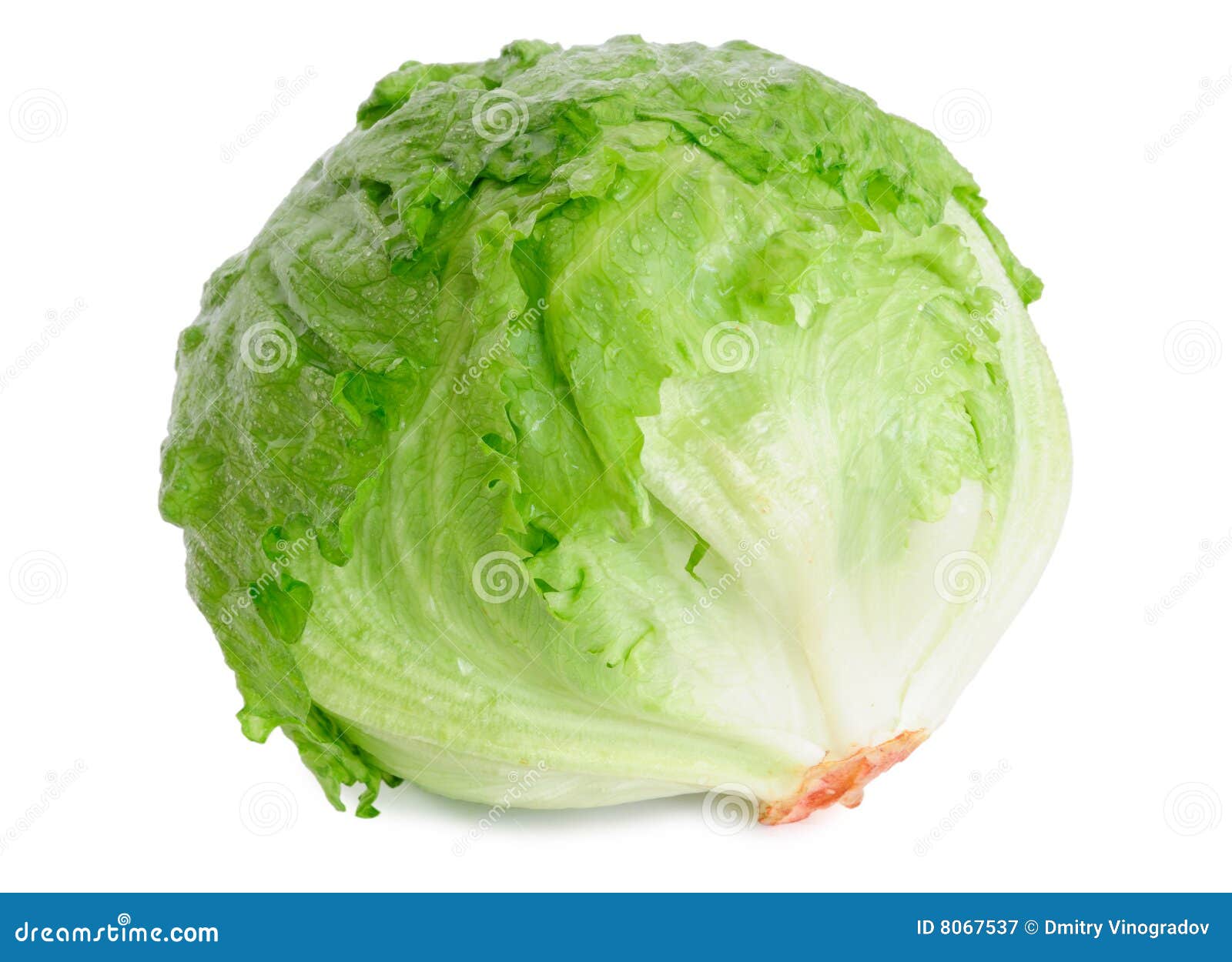 Alface de repolho imagem de stock. Imagem de verde, frondoso - 8067537