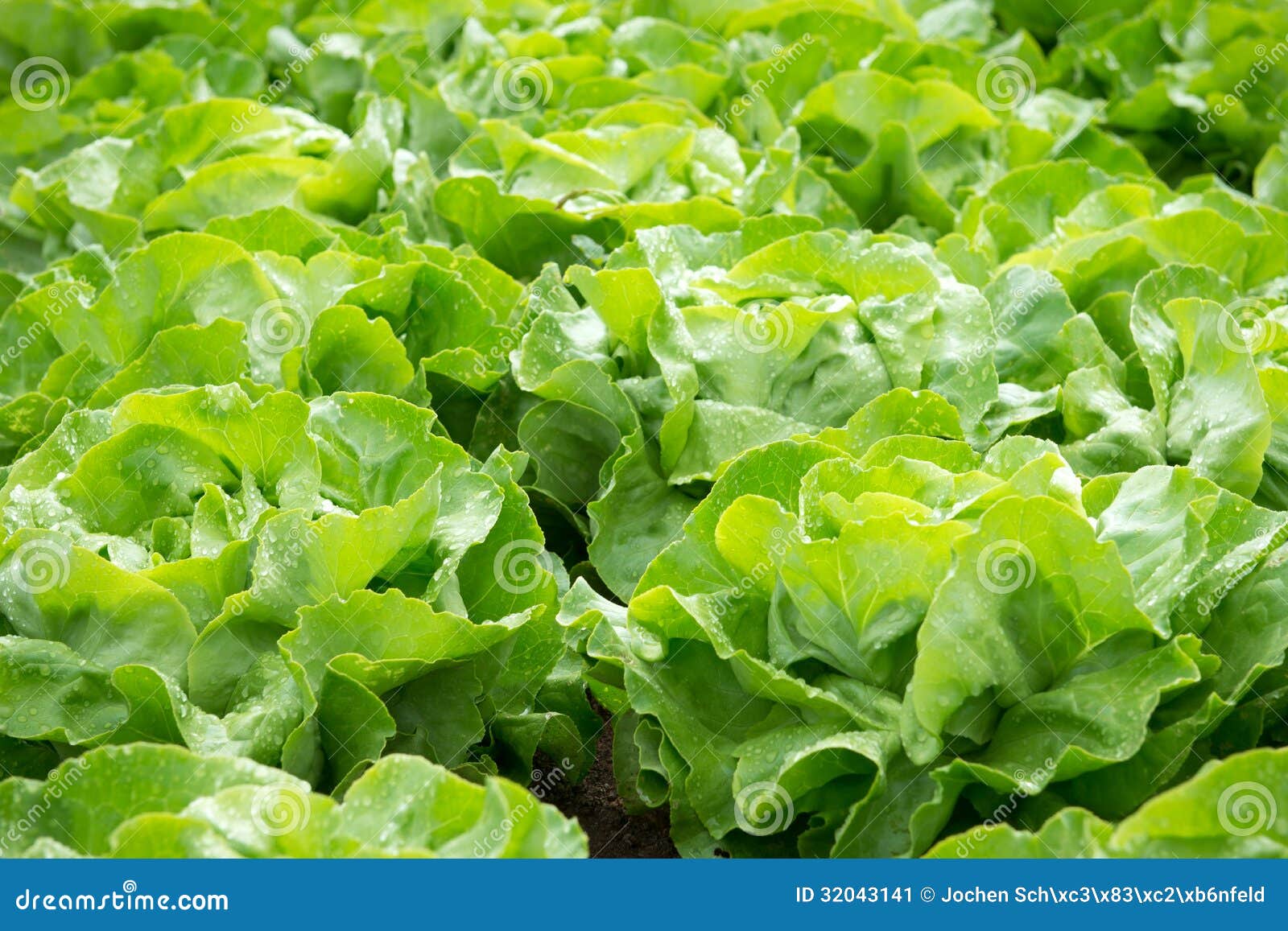 Alface Fresca Da Salada Verde Imagem de Stock - Imagem de horticultura ...