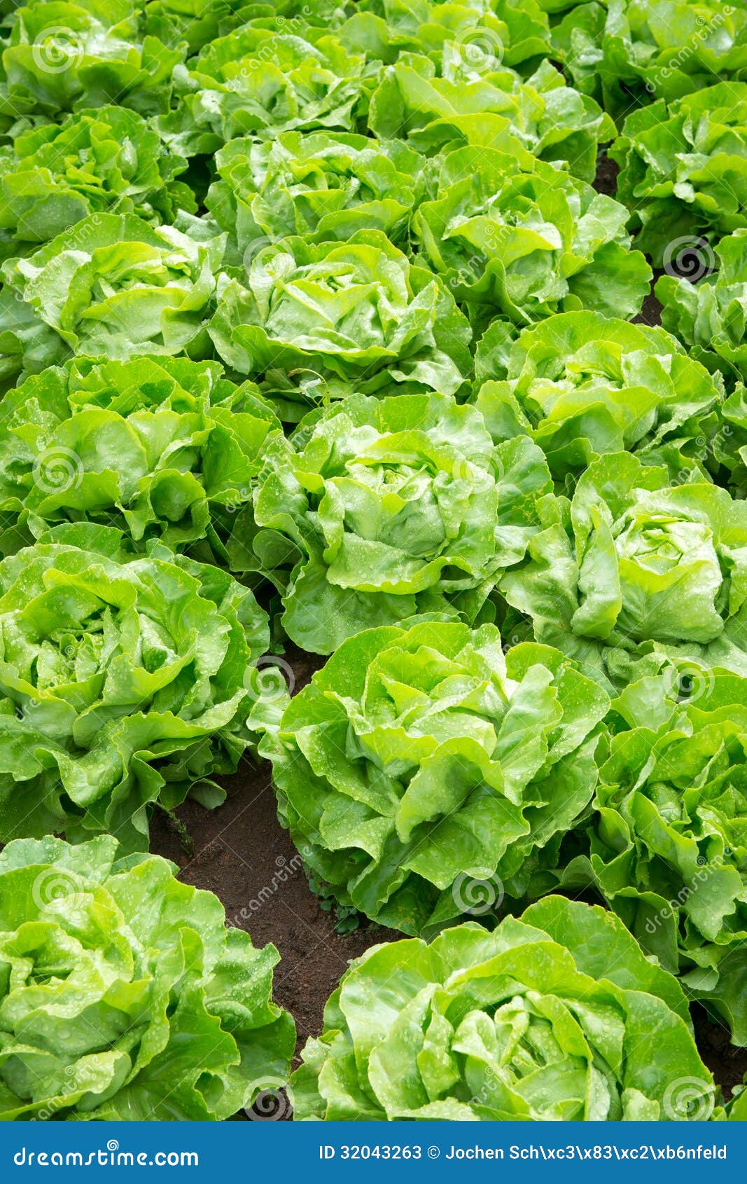 Alface Fresca Da Salada Verde Imagem de Stock - Imagem de repolho ...