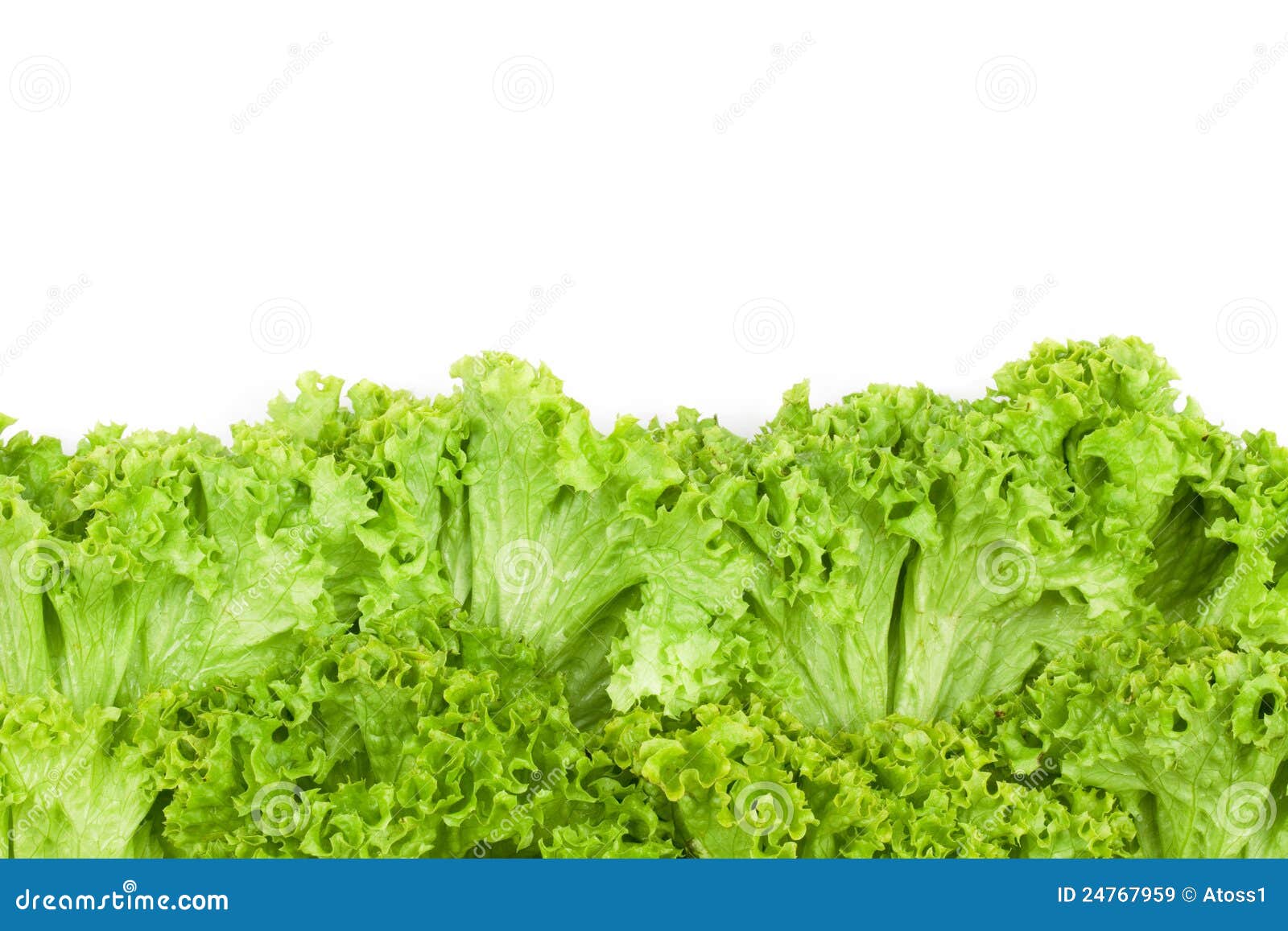 Alface verde imagem de stock. Imagem de fundos, orgânico - 24767959