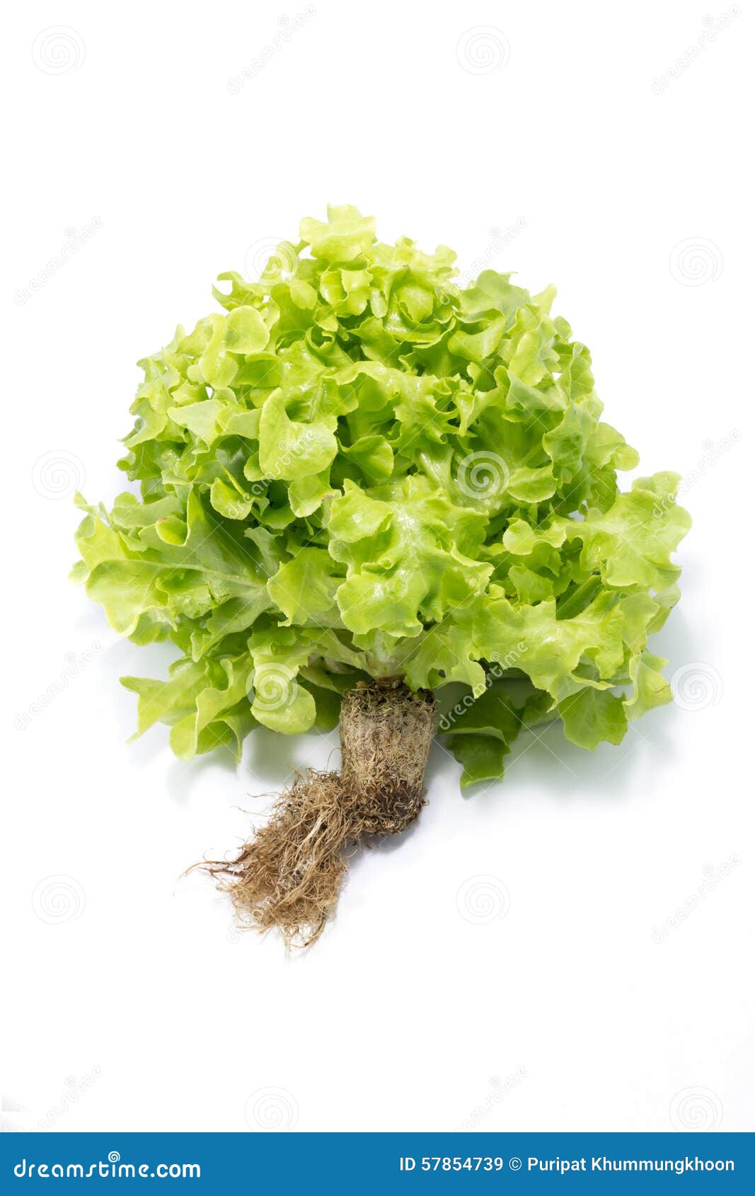 Alface Verde Fresca Com Raiz Imagem de Stock - Imagem de fresco ...