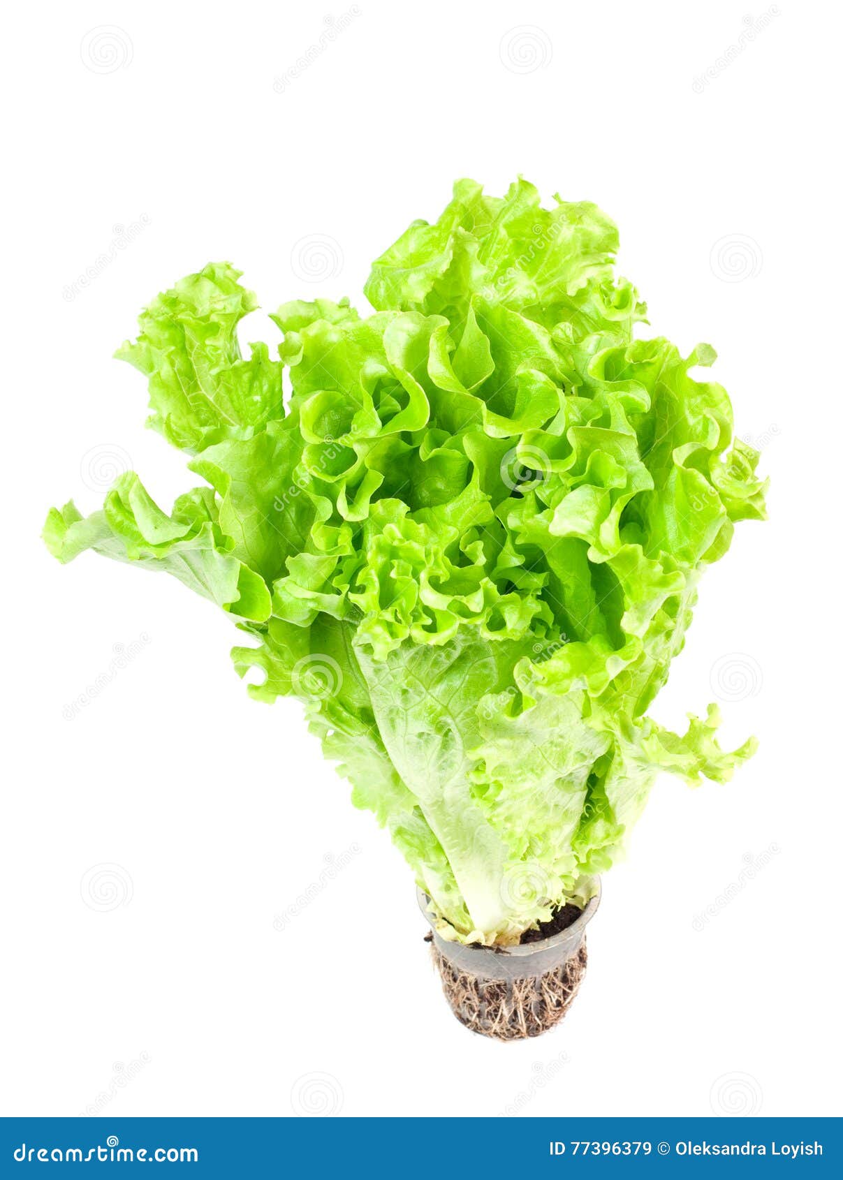 Alface Verde Fresca Com Raiz Imagem de Stock - Imagem de frondoso ...