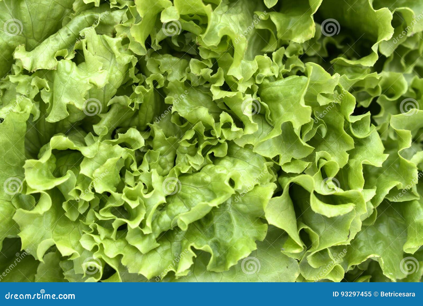 Alface Verde No Fundo Branco Imagem de Stock - Imagem de nutriente ...