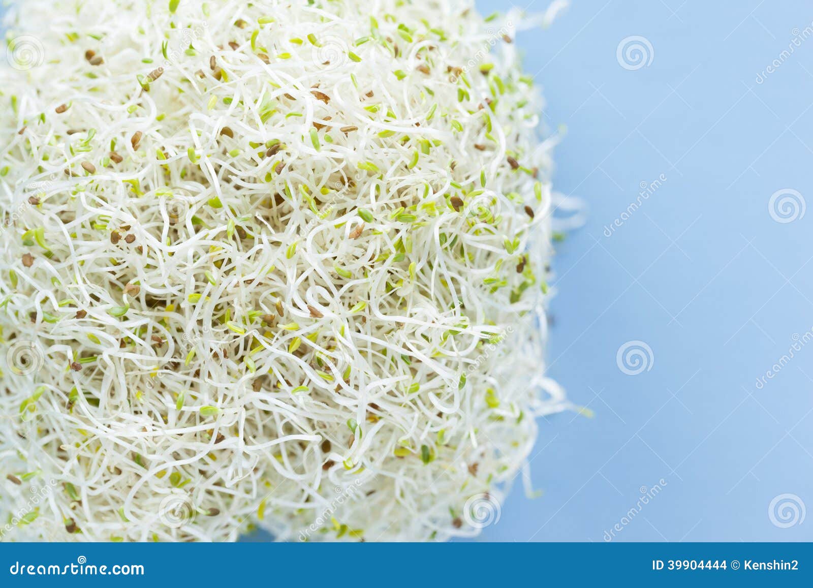 Alfafa sprouts stock photo. Image of lucerne, sativa - 39904444