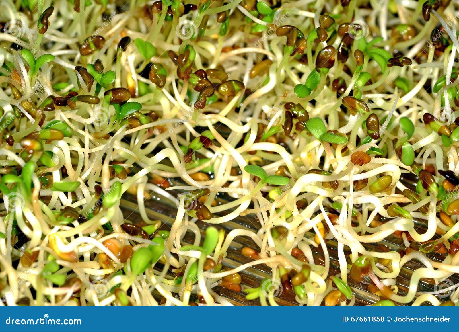 Alfalafa stock photo. Image of shot, green, cooking, closeup - 67661850