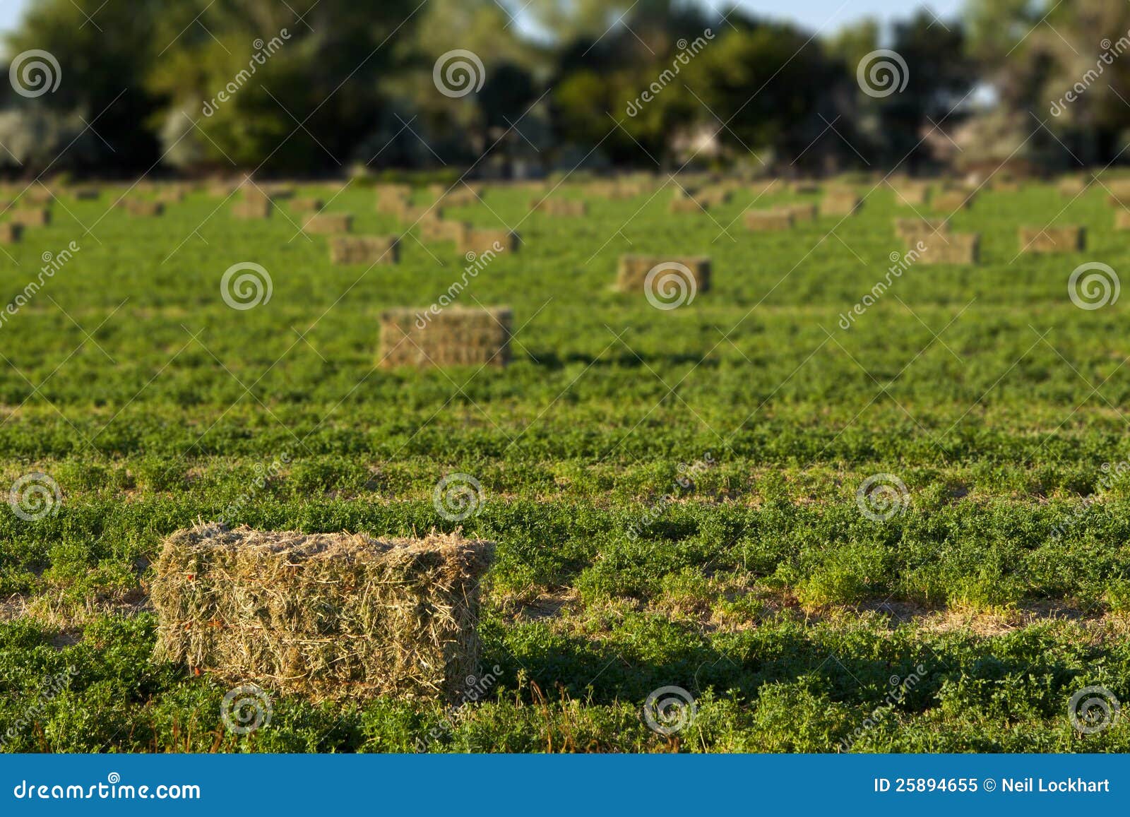 Alfalfa Hay Bales in Field stock image. Image of farmland - 25894655
