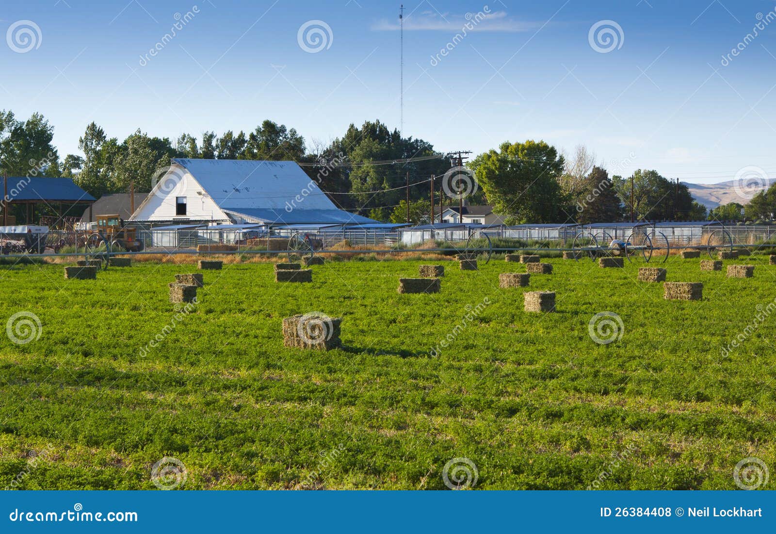 Alfalfa Hay Bales in Ranch Field Stock Photo - Image of bale, plowed ...