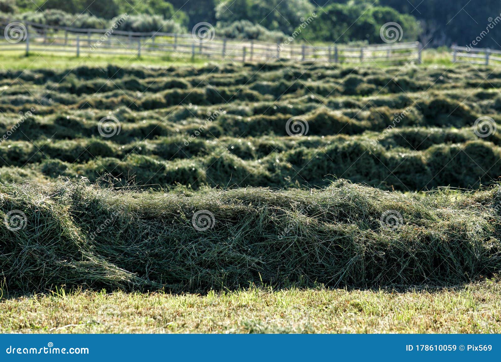 Alfalfa Hay Cut and Wind Rowed in an Idaho Field Stock Image - Image of ...