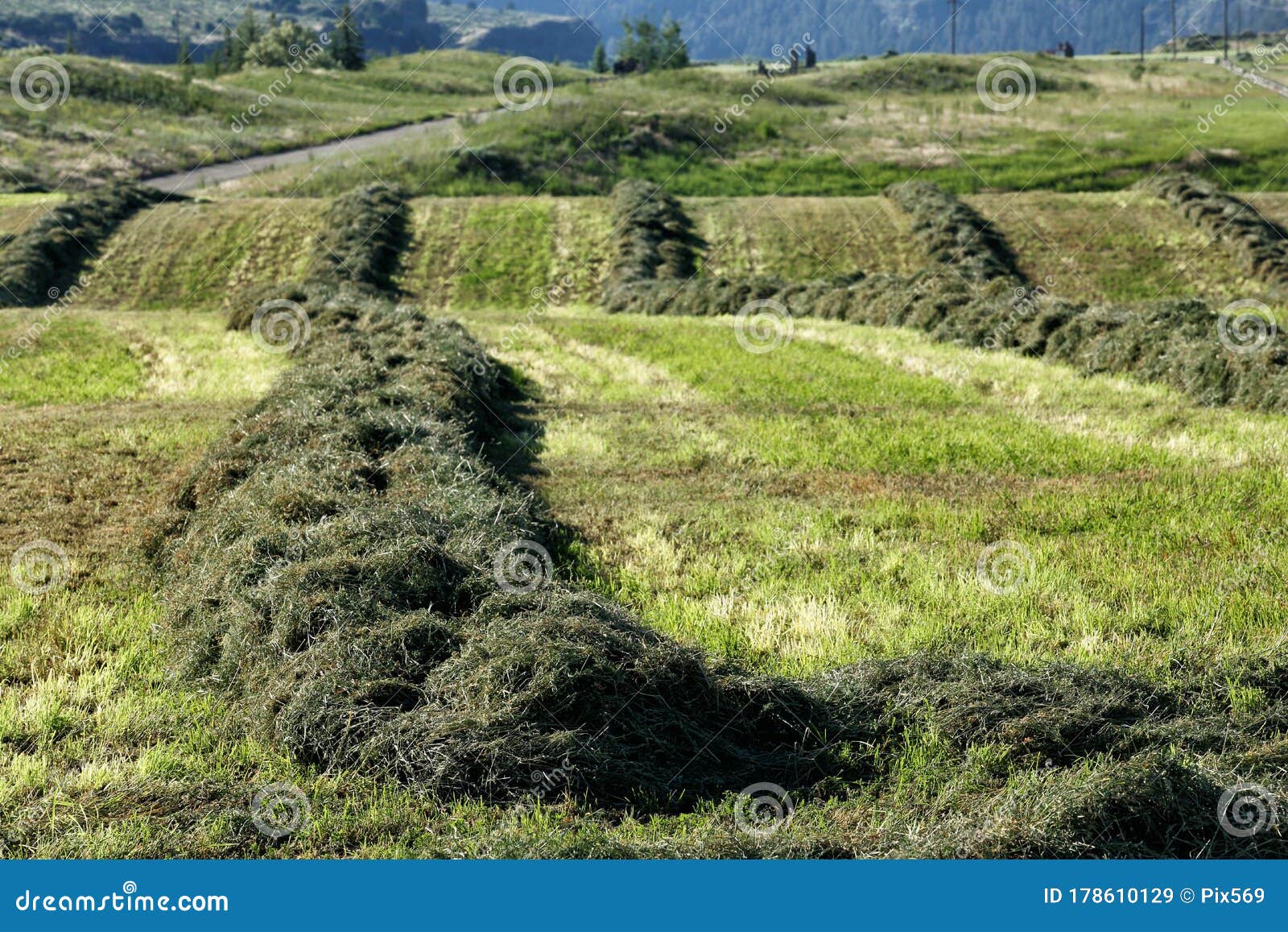 Alfalfa Hay Cut and Wind Rowed in an Idaho Field Stock Image - Image of ...