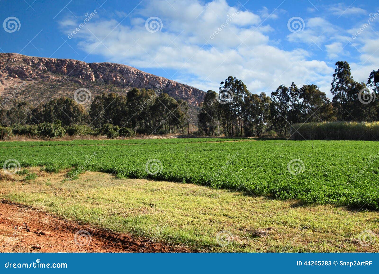 Alfalfa or Lucerne Field Under Irrigation Stock Image - Image of ...