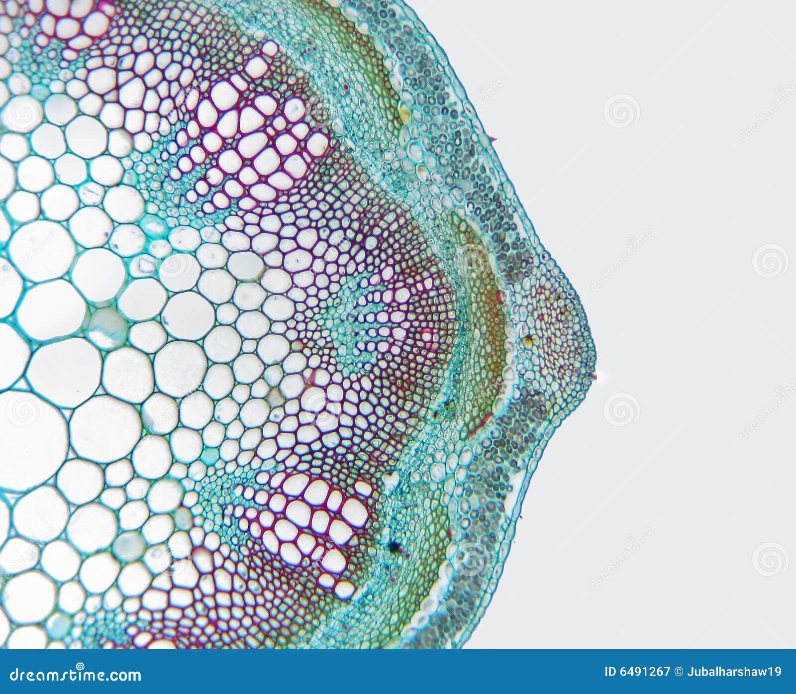 Alfalfa (Medicago) Stem-partial Cross Section Royalty-Free Stock ...