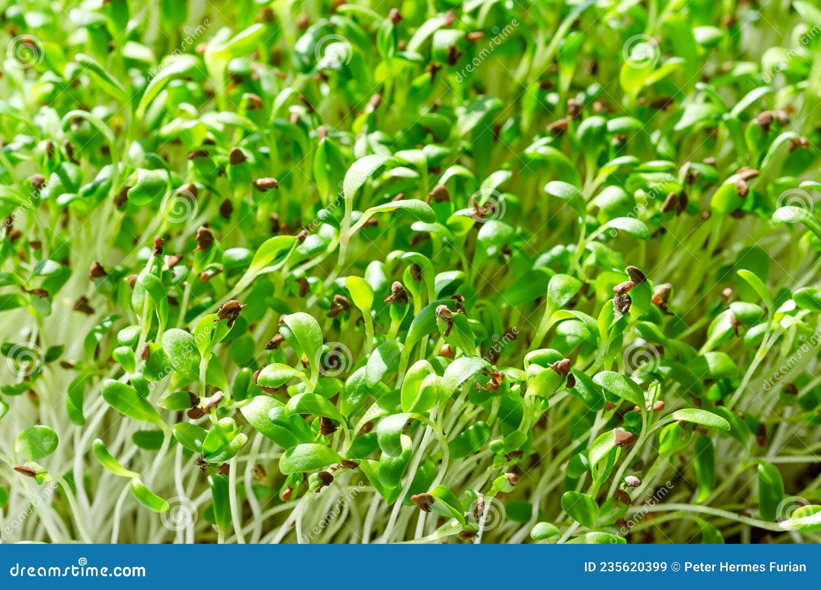 Alfalfa Microgreens, Fresh Lucerne Seedlings, Medicago Sativa Stock ...
