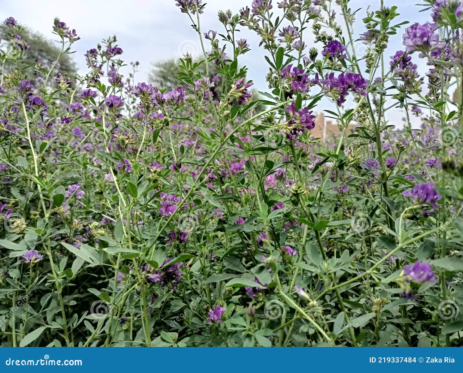 Alfalfa sative stock photo. Image of produce, wildflower - 219337484