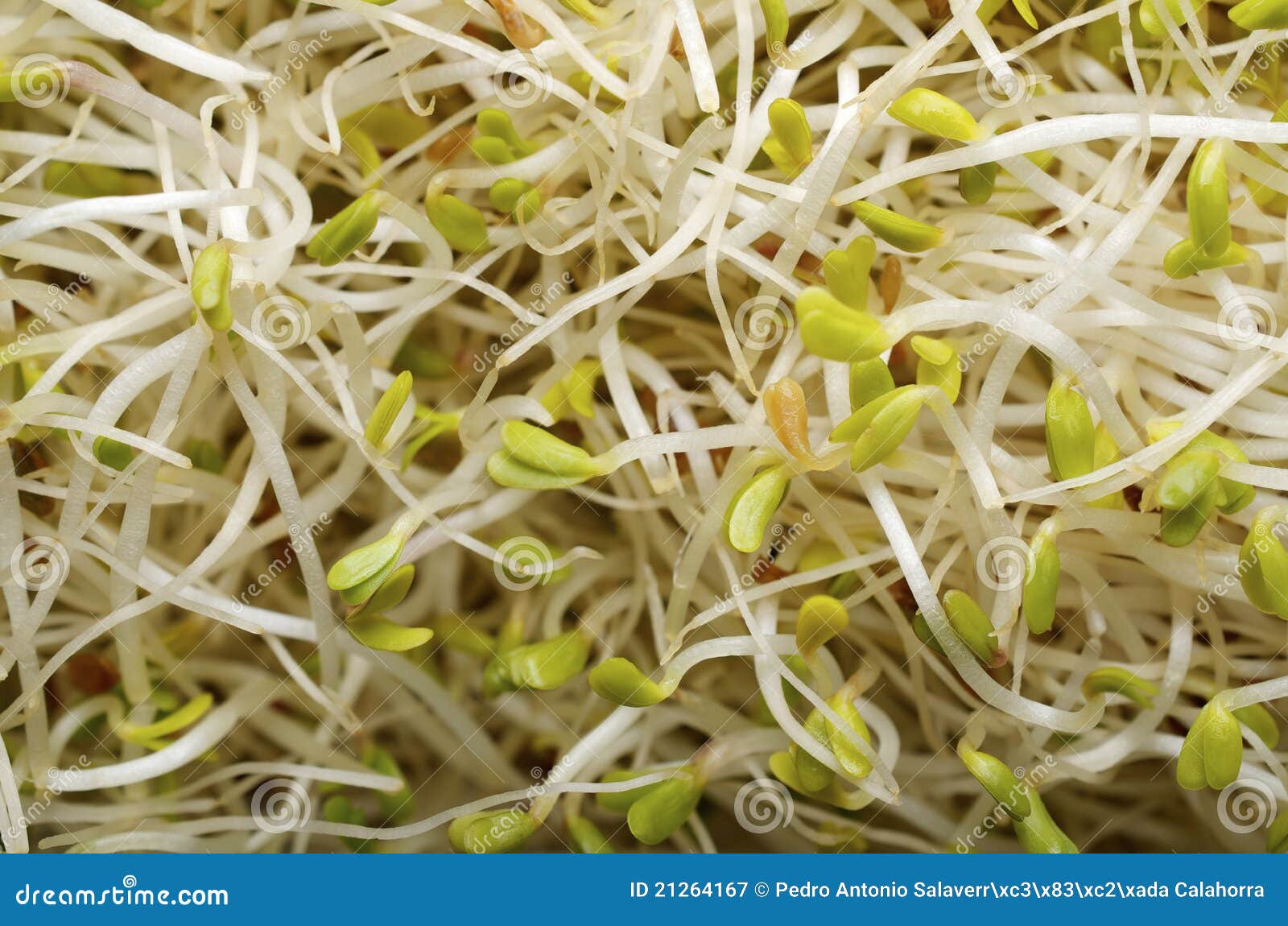 Alfalfa sprouts stock image. Image of growth, organic - 21264167