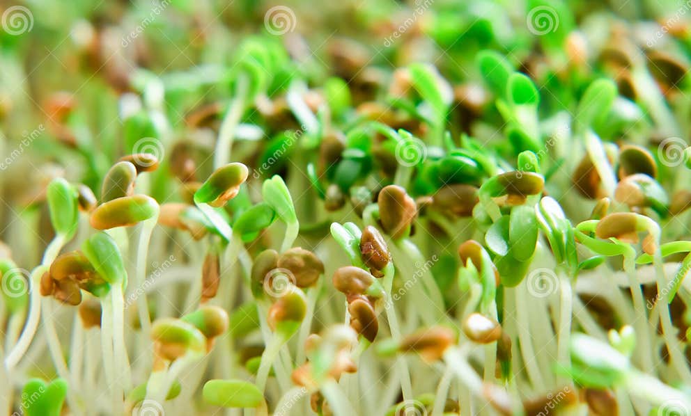 Alfalfa Sprouts Close Up stock photo. Image of home, growing - 19073674