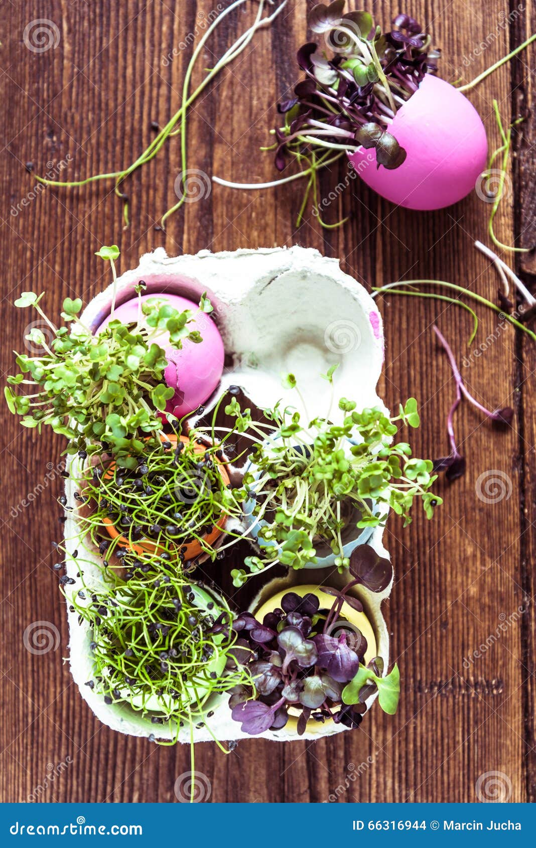 Alfalfa Sprouts in Easter Eggs Shell, from Above Stock Photo - Image of ...