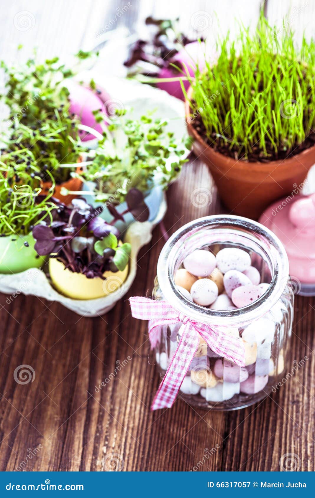 Alfalfa Sprouts in Easter Eggs Shell, from Above Stock Image - Image of ...