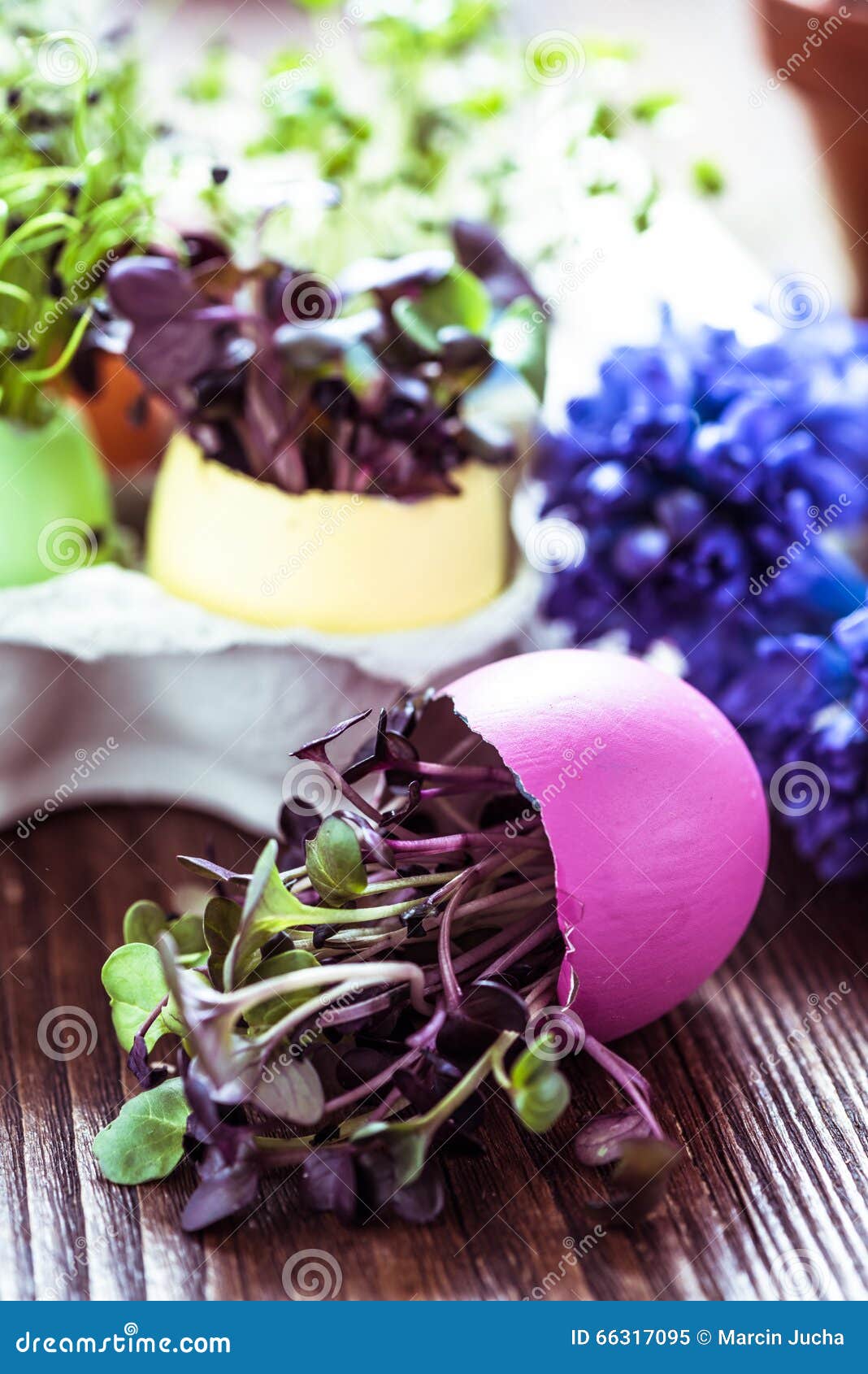 Alfalfa Sprouts in Easter Eggs Shell, from Above Stock Image - Image of ...