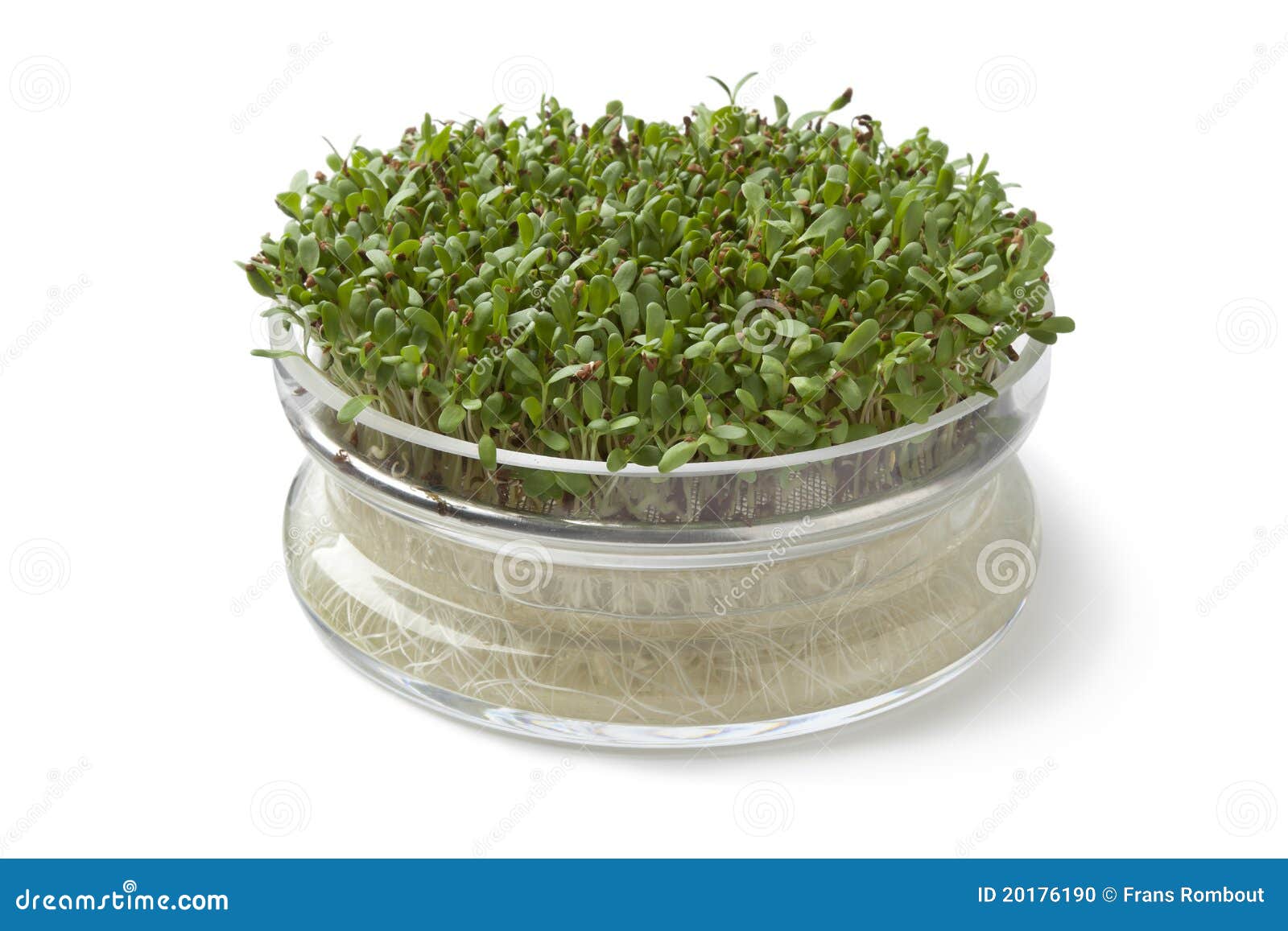 Alfalfa Roots Stock Photos - Free & Royalty-Free Stock Photos from ...