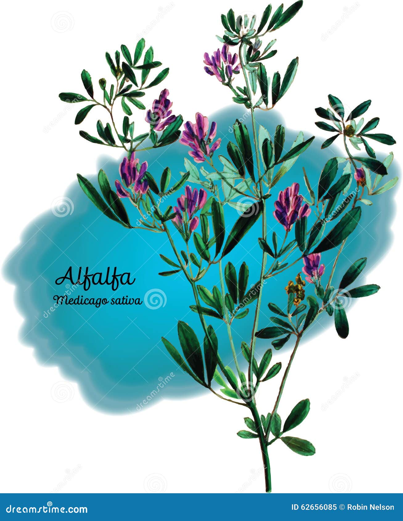 Alfalfa Cartoon Vector | CartoonDealer.com #62656085