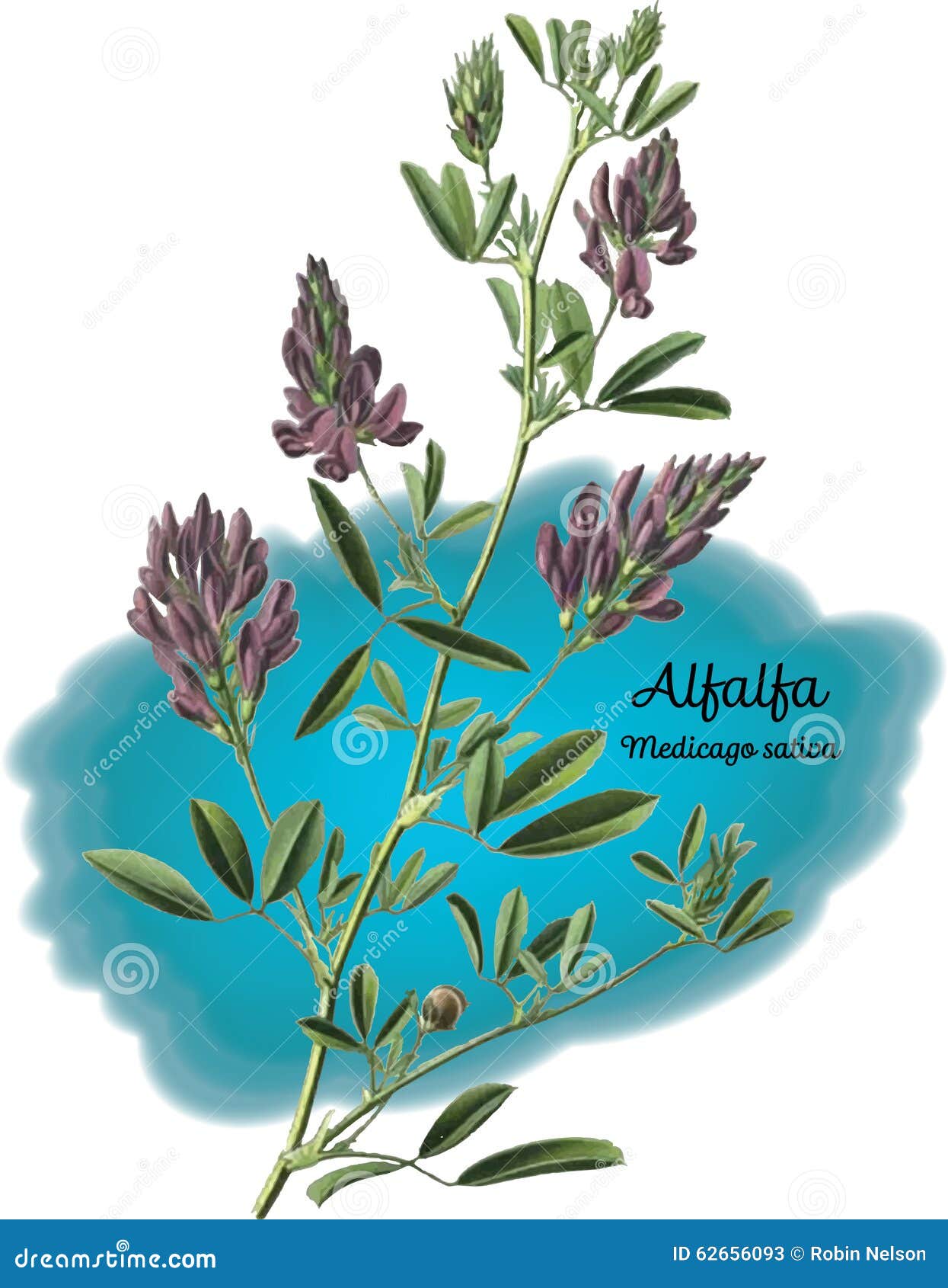Alfalfa Cartoon Vector | CartoonDealer.com #62656085