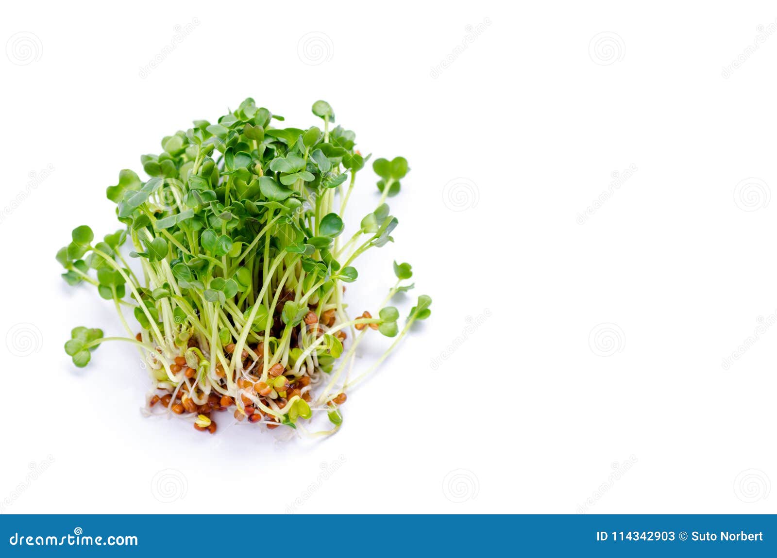 Alfalfagroddar fotografering för bildbyråer. Bild av sunt - 114342903