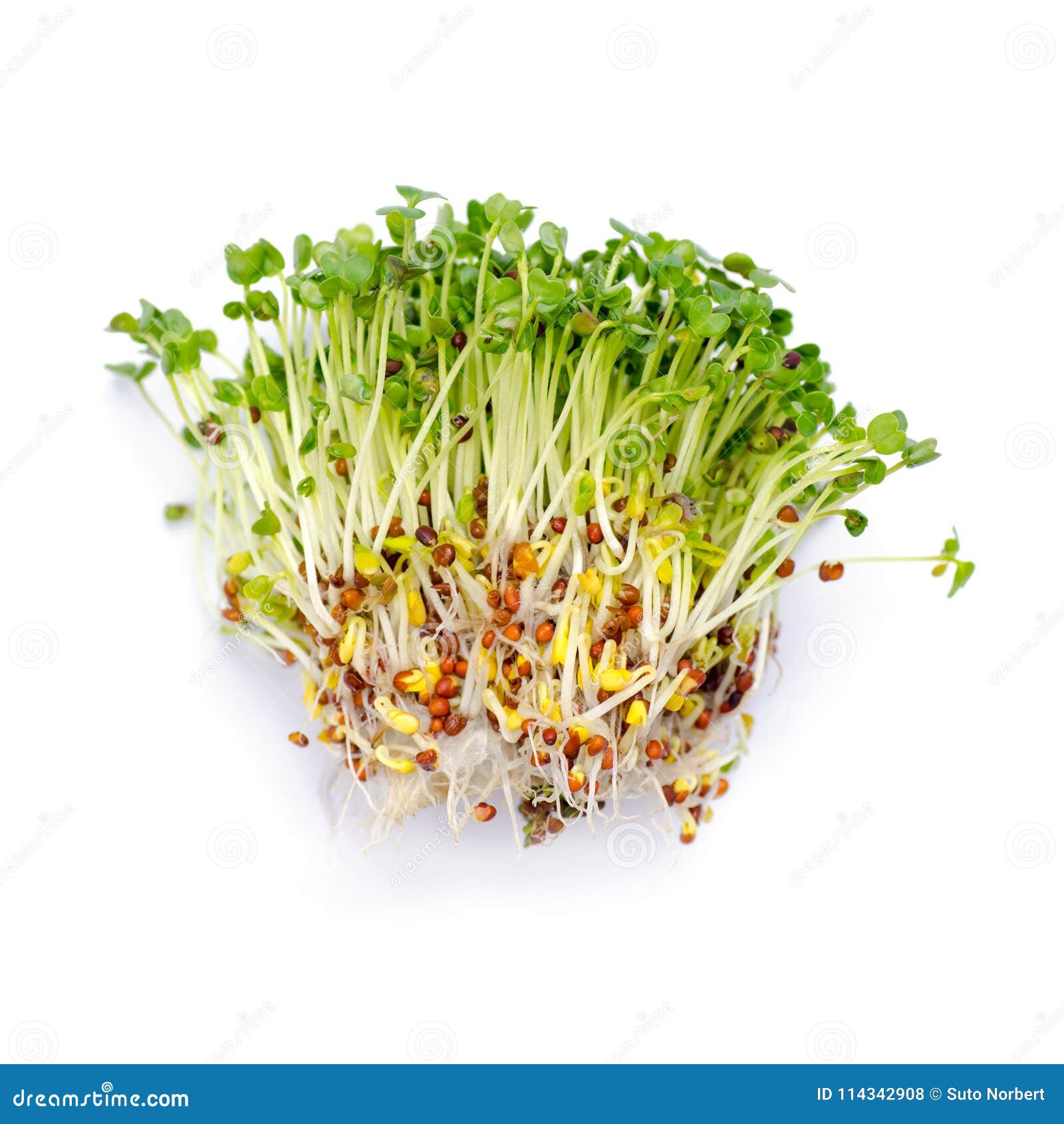 Alfalfagroddar arkivfoto. Bild av nytt, vegetarisk, sunt - 114342908