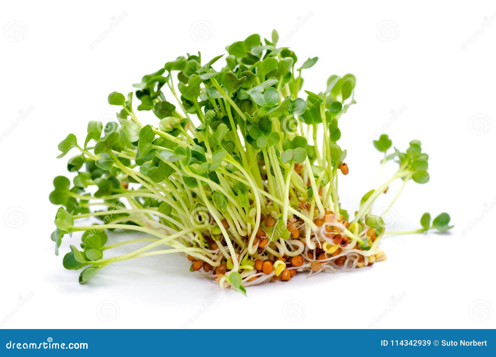 Alfalfagroddar fotografering för bildbyråer. Bild av tillväxt - 114342939