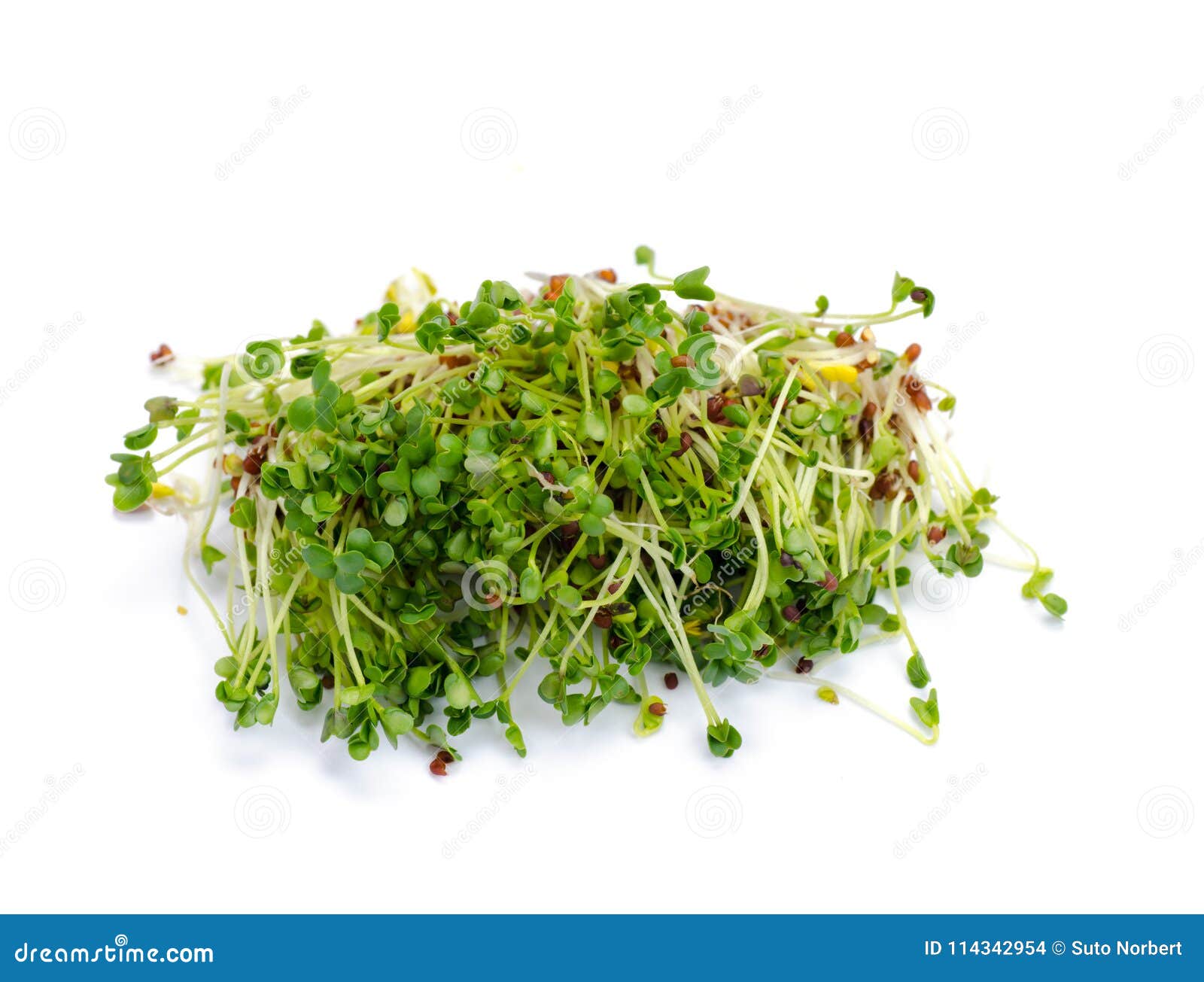 Alfalfagroddar arkivfoto. Bild av isolerat, läckert - 114342954