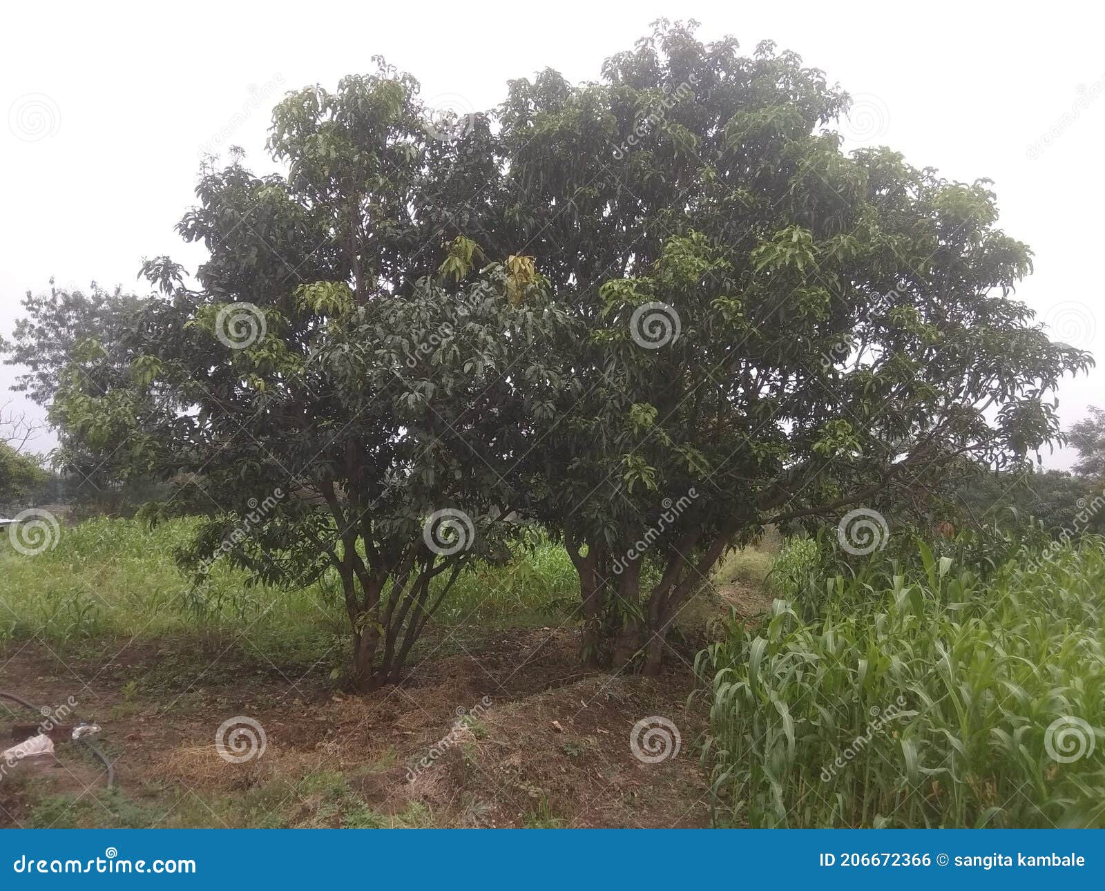 Alfanso mango tree indian stock photo. Image of indian - 206672366