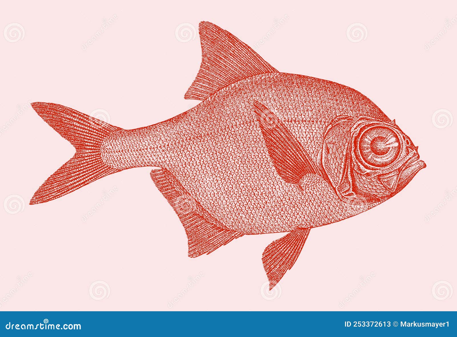 Alfonsino Beryx Decadactylus Stock Vector - Illustration of side ...