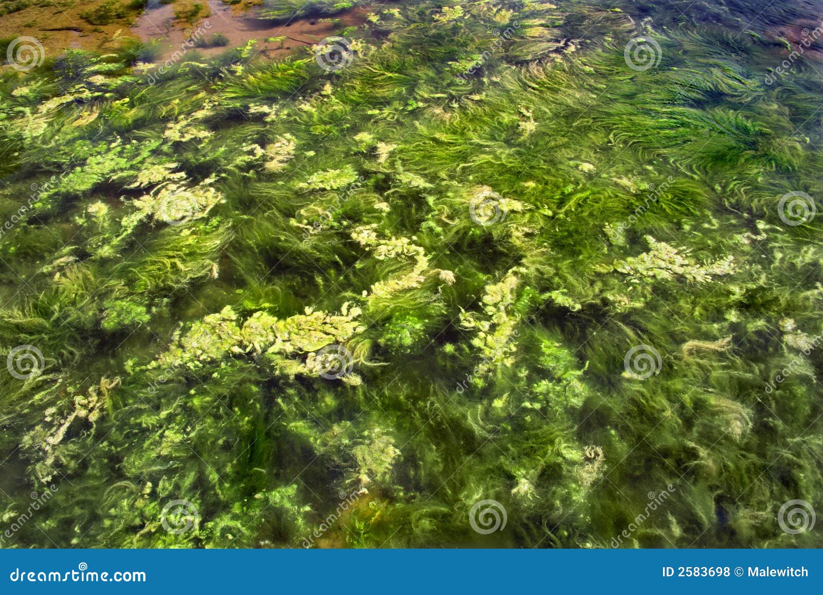 Alga-5 stock photo. Image of pool, pond, blob, aquatic - 2583698