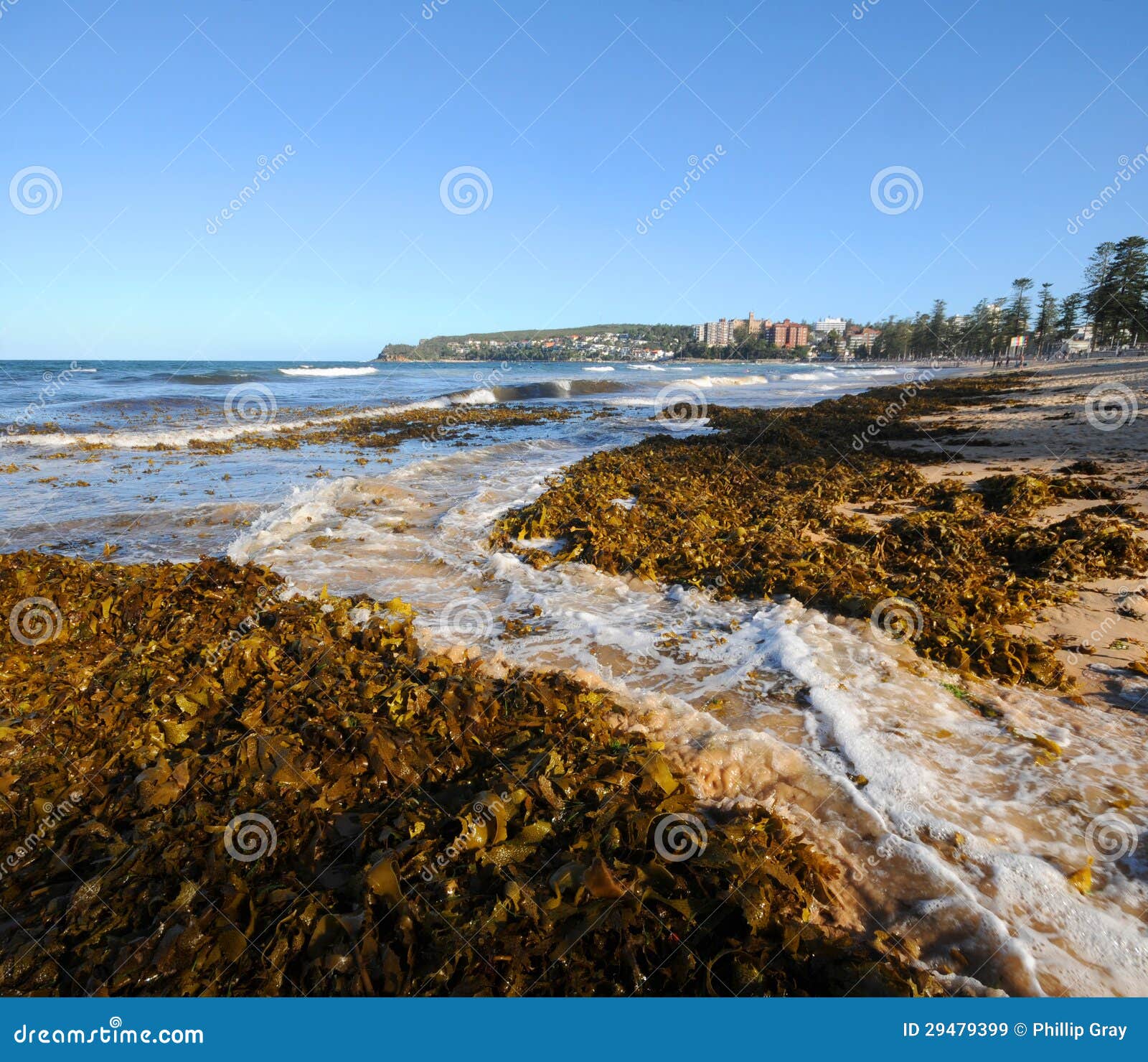 Alga marina imagen de archivo. Imagen de arena, colada - 29479399