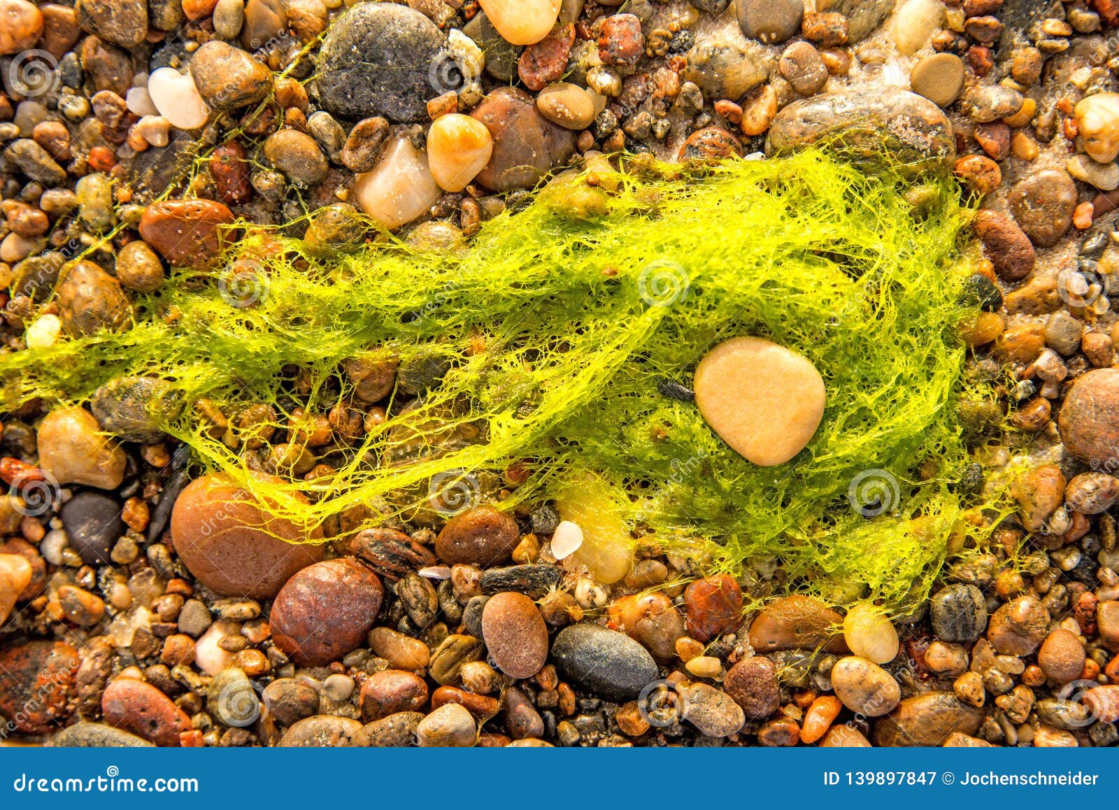 Alga, Seaweed on a Sandy Beach of the Baltic Sea Stock Image - Image of ...