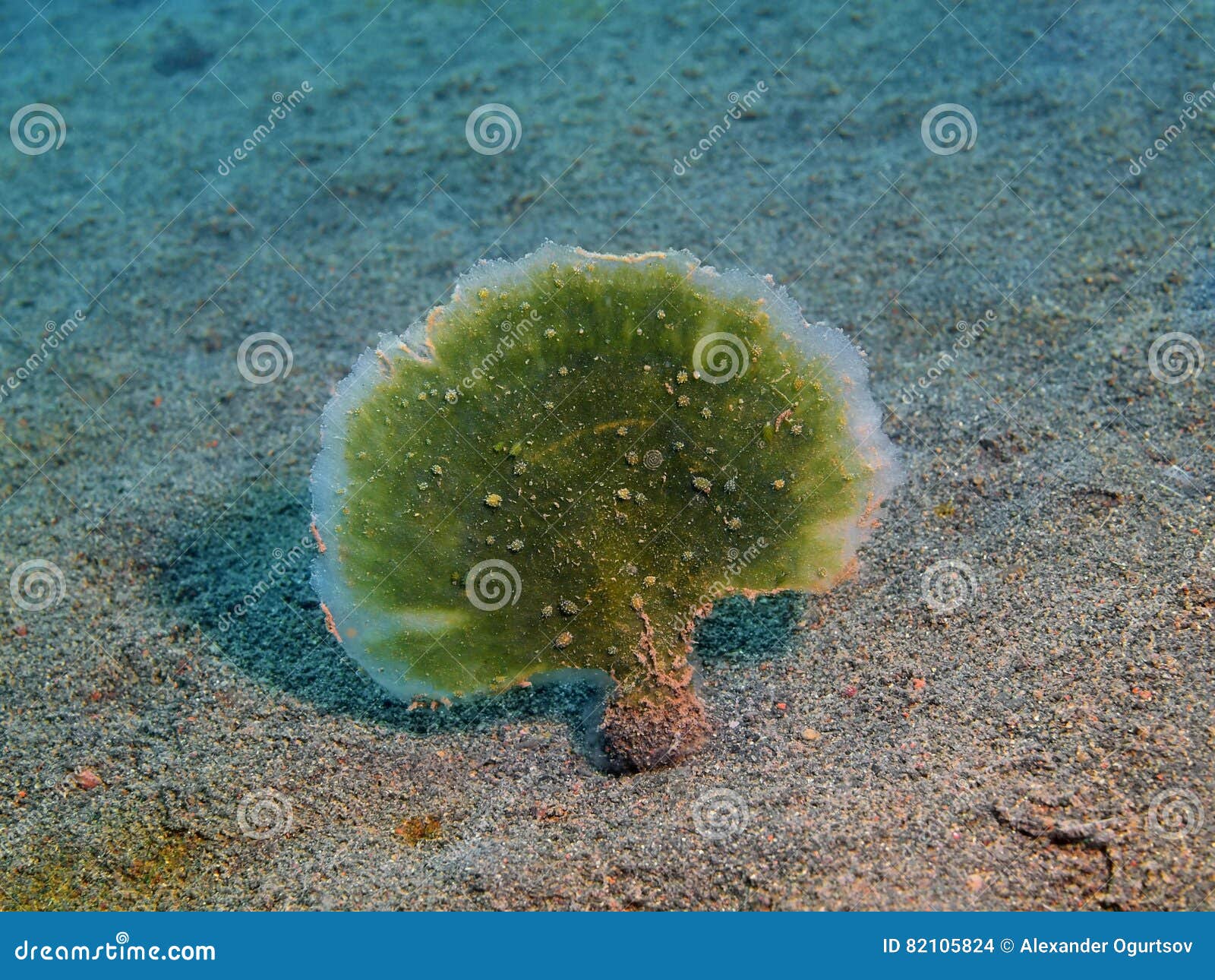 Alga verde foto de stock. Imagem de mundo, verde, mergulho - 82105824