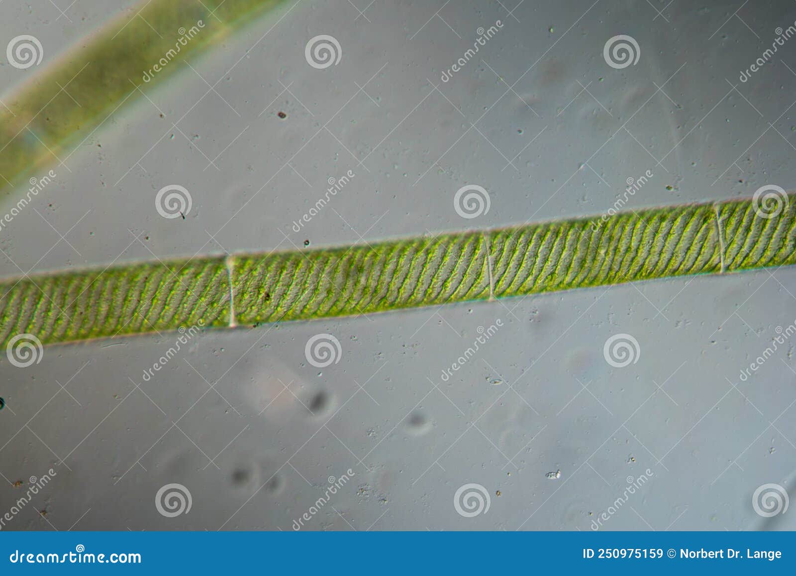 Alga verde imagem de stock. Imagem de verde, redemoinhos - 250975159