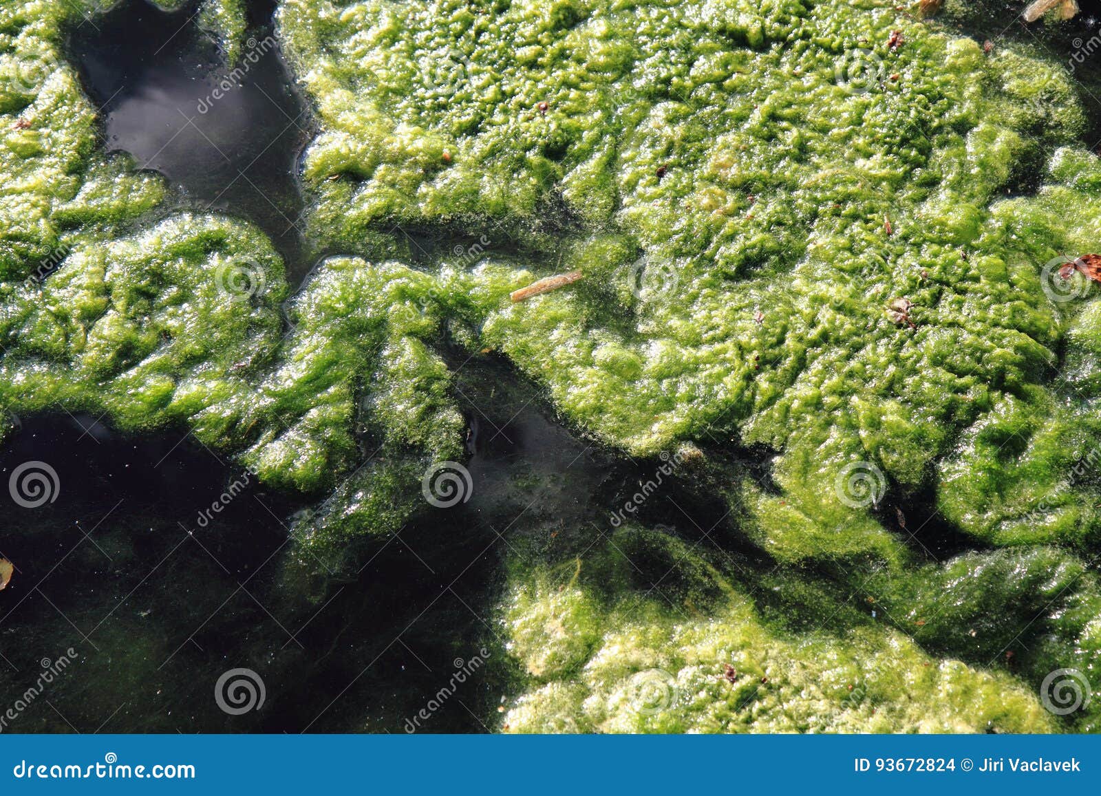 Alga verde dell'acqua fotografia stock. Immagine di alghe - 93672824