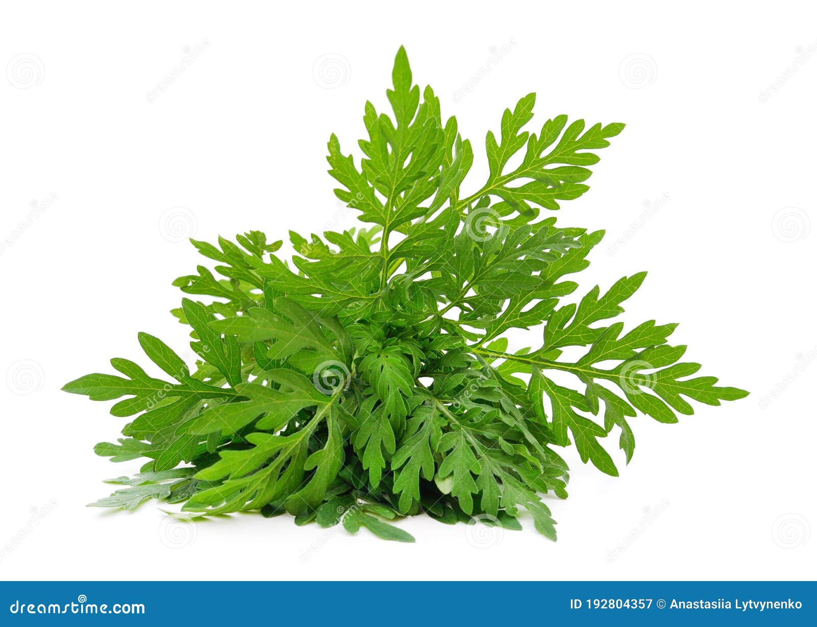 Alga verde isolada imagem de stock. Imagem de alérgeno - 192804357