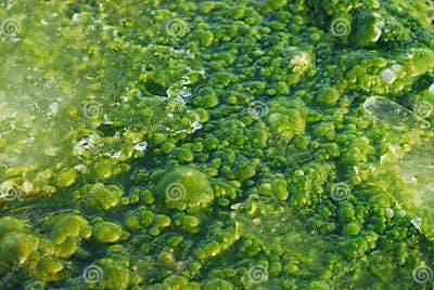 Algae stock photo. Image of swamp, frost, plants, frosted - 18222994